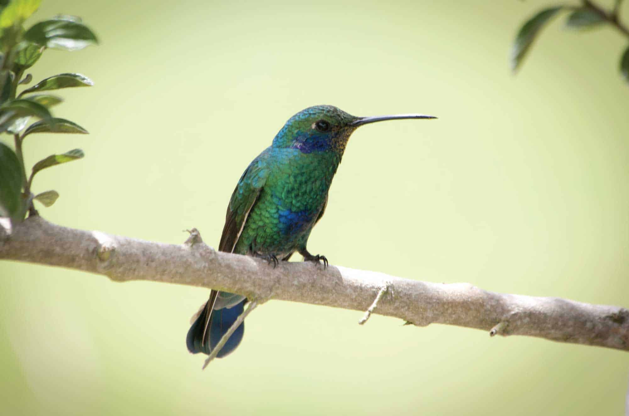 Observación de aves en Río Blanco - The Colombian Way