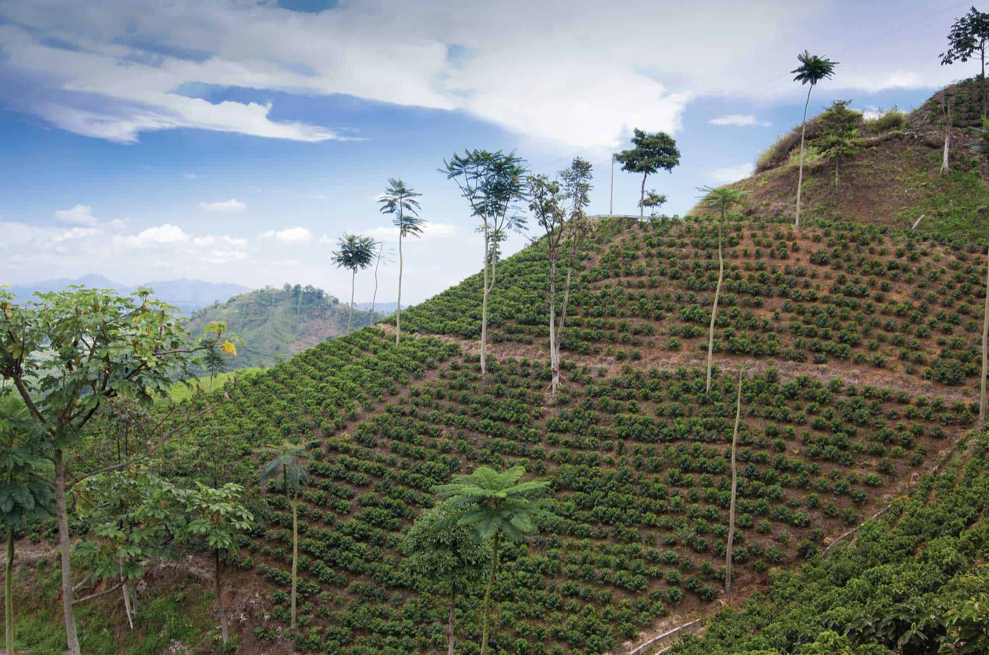 Short coffee tours in Colombia's coffee region - The Colombian Way