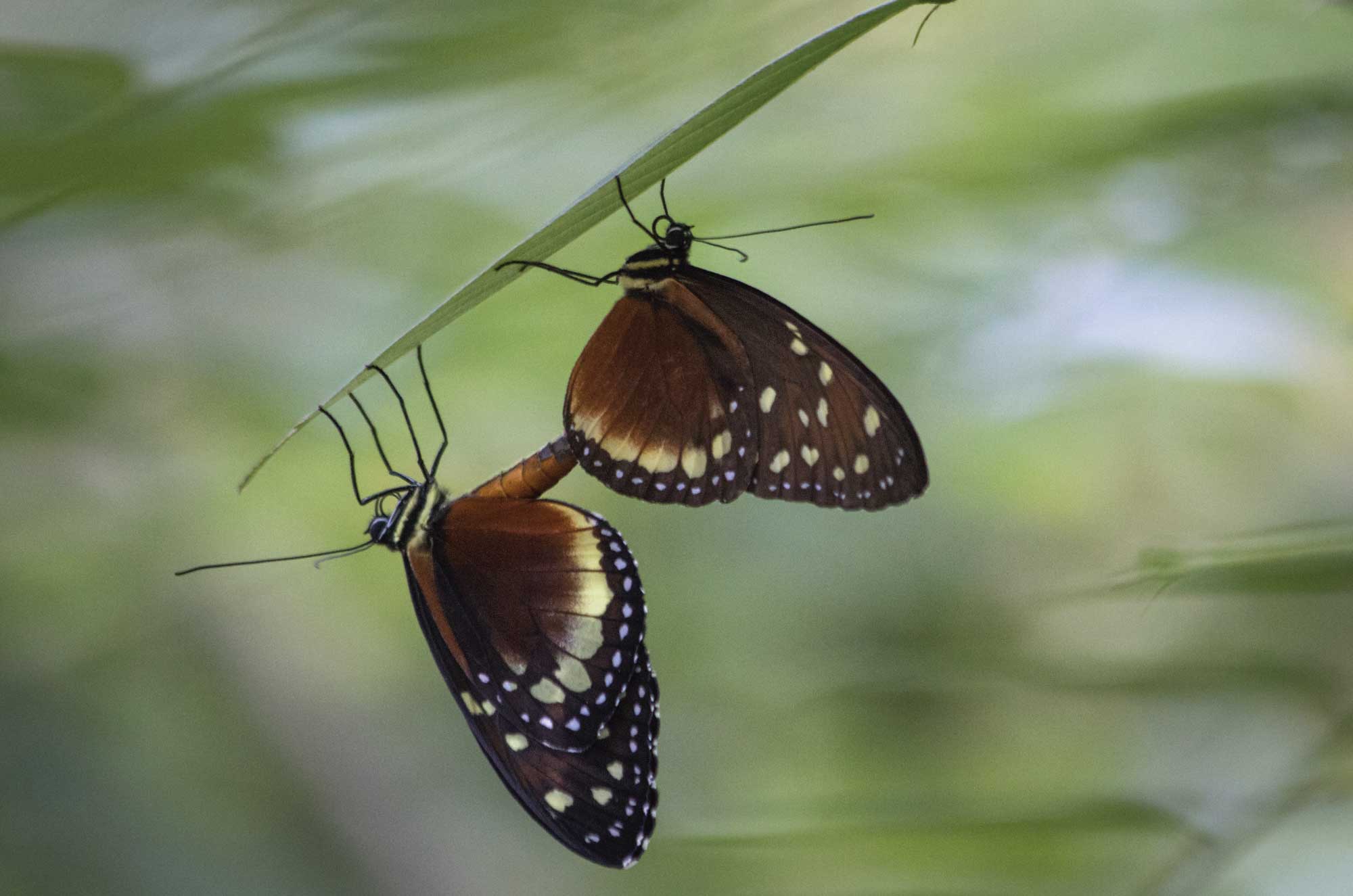 El Mariposario butterfly house & botanical gardens - The Colombian Way